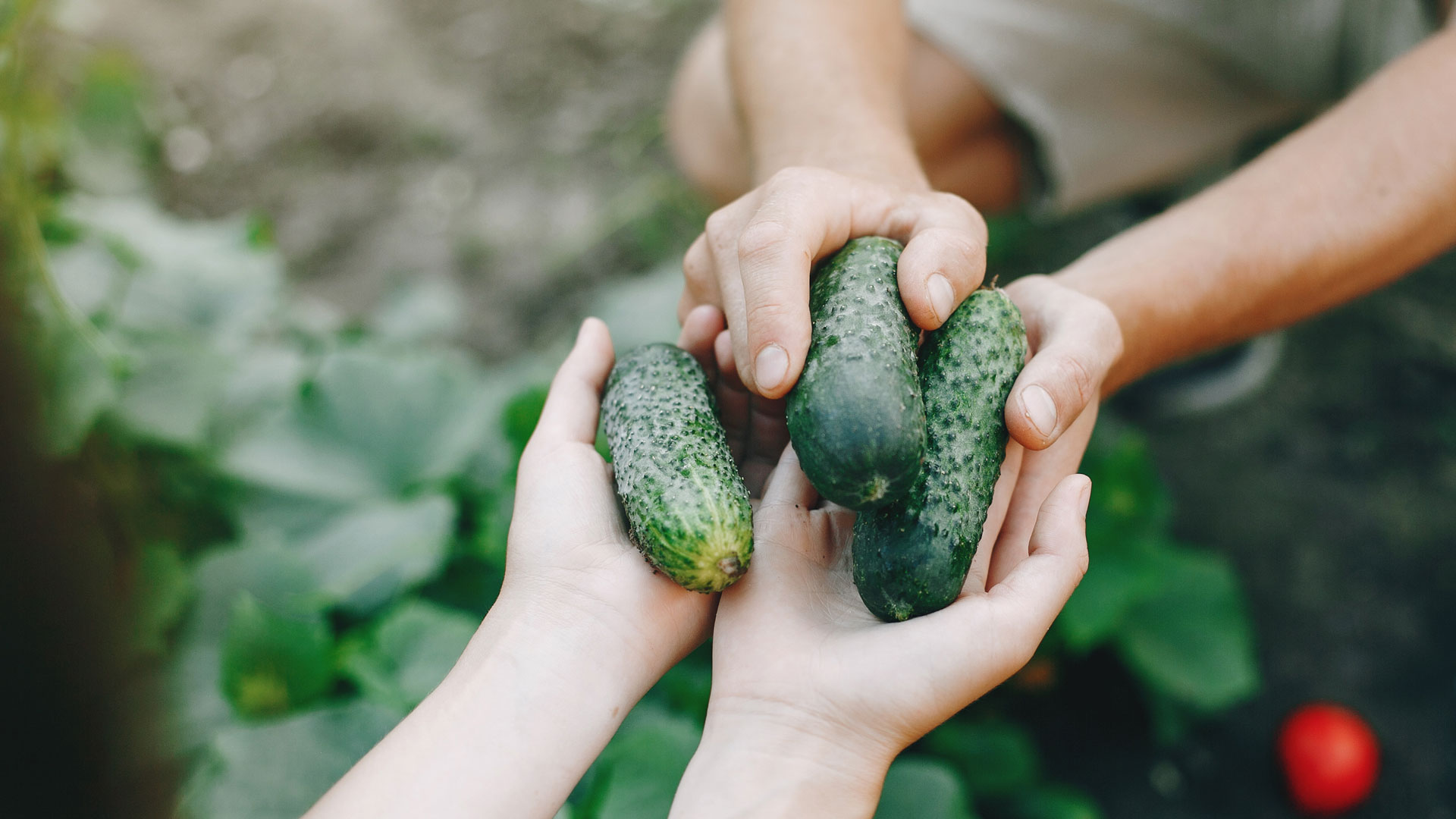 What Are The Best Cucumbers to Pickle? - Great Lakes Pickling Company